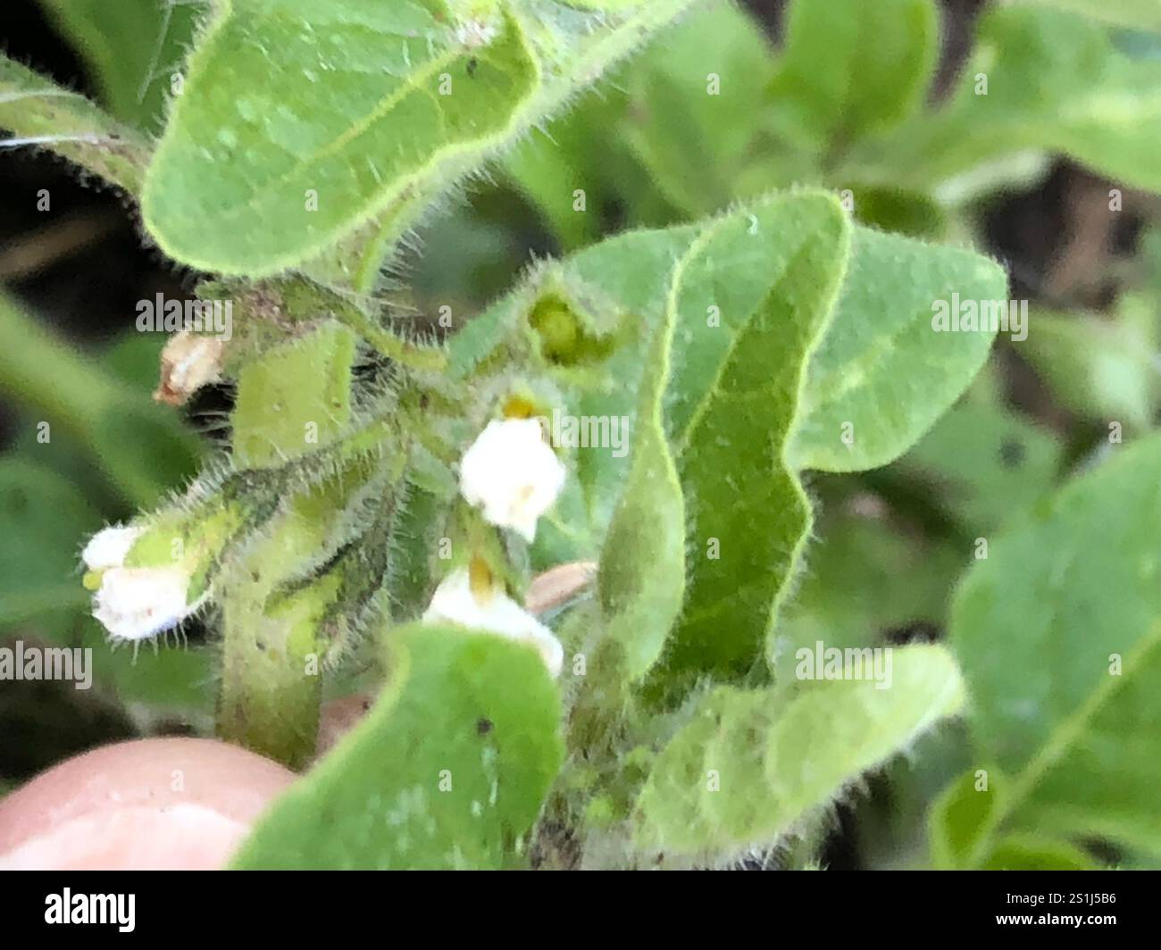 Green Nightshade (Solanum nitidibaccatum Stock Photo - Alamy