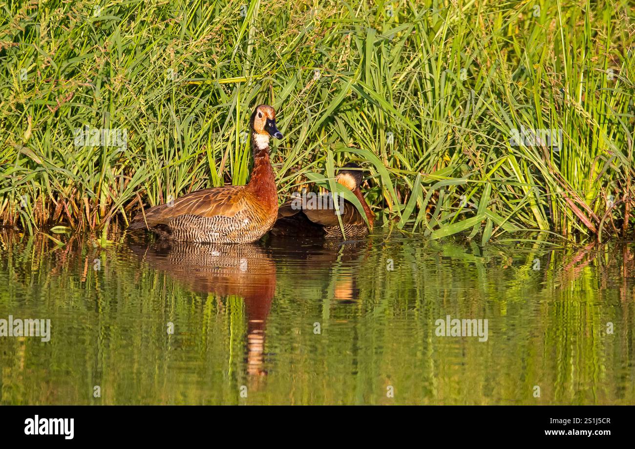 White faced whistling ducks (Dendrocygna viduata). Type of whistling ...