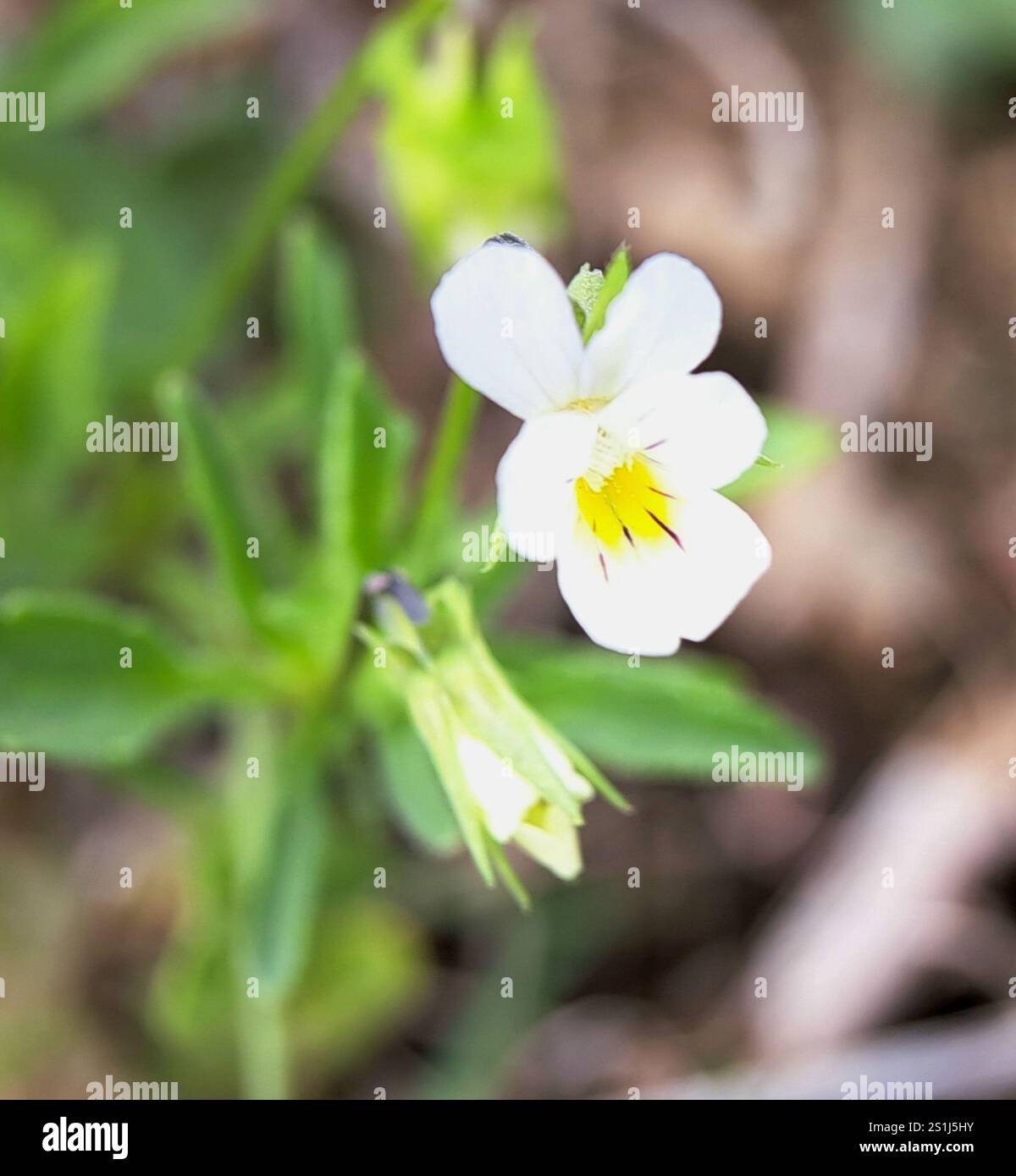 European field pansy (Viola arvensis Stock Photo - Alamy