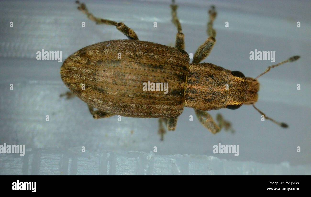 Clover root weevil (Sitona lepidus Stock Photo - Alamy