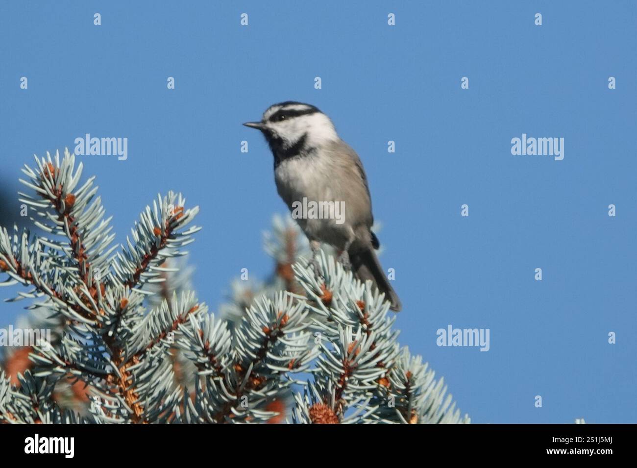 Mountain Chickadee (Poecile gambeli Stock Photo - Alamy
