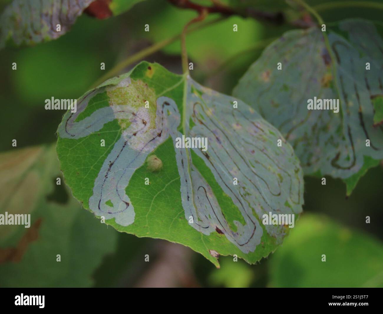 Aspen Serpentine Leafminer Moth (Phyllocnistis populiella Stock Photo ...