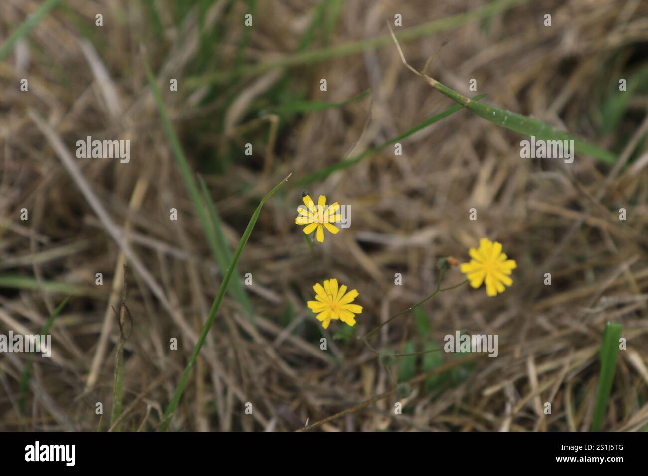 Smooth hawksbeard (Crepis capillaris Stock Photo - Alamy