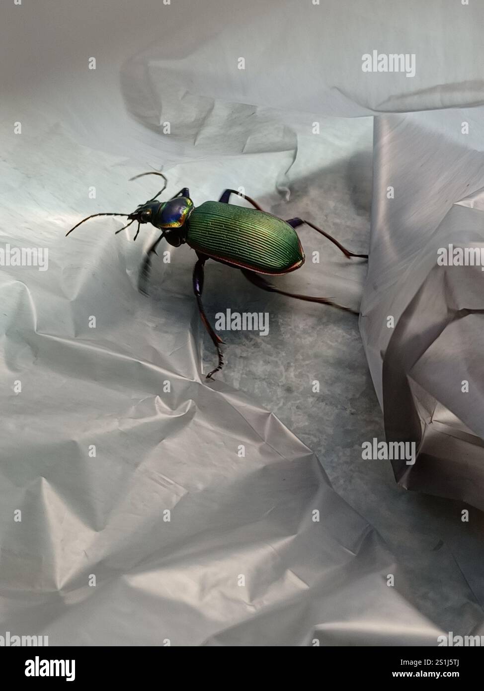 Fiery Searcher (Calosoma scrutator Stock Photo - Alamy