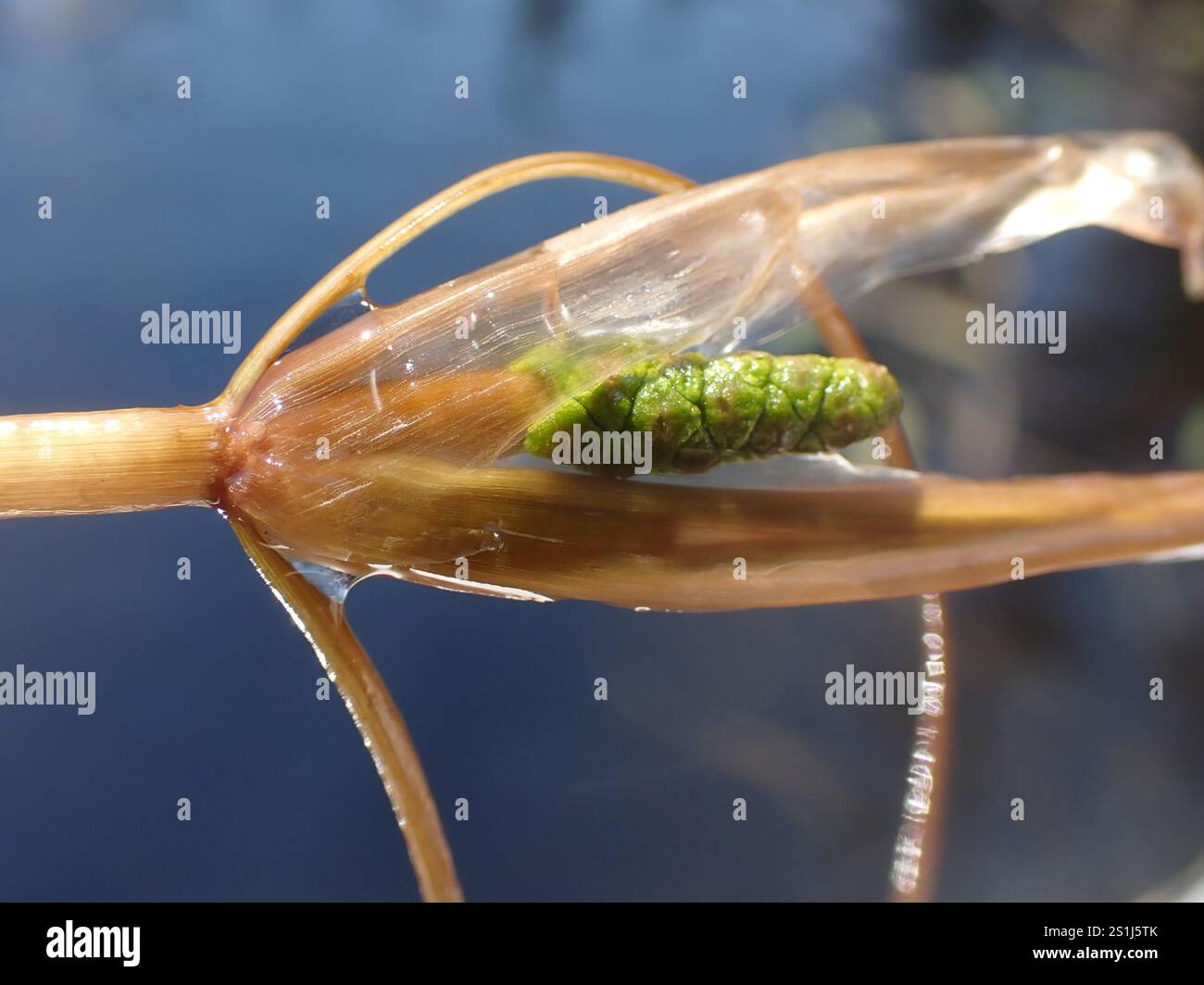 pondweed family (Potamogetonaceae Stock Photo - Alamy