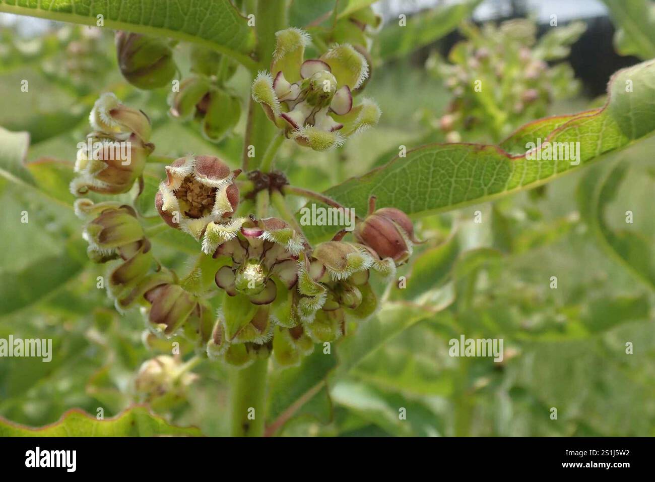 Milk Bush (Xysmalobium undulatum undulatum Stock Photo - Alamy
