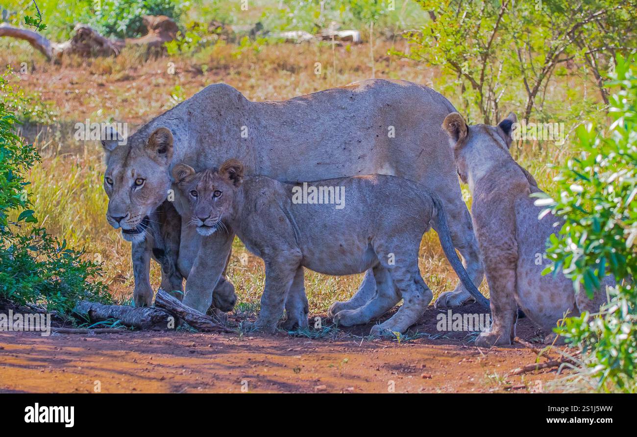 The lions (Panthera leo) are one of the most important parts of African ...