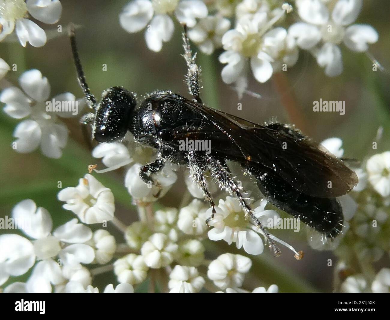 Tiphiid Flower Wasps (Tiphiidae Stock Photo - Alamy