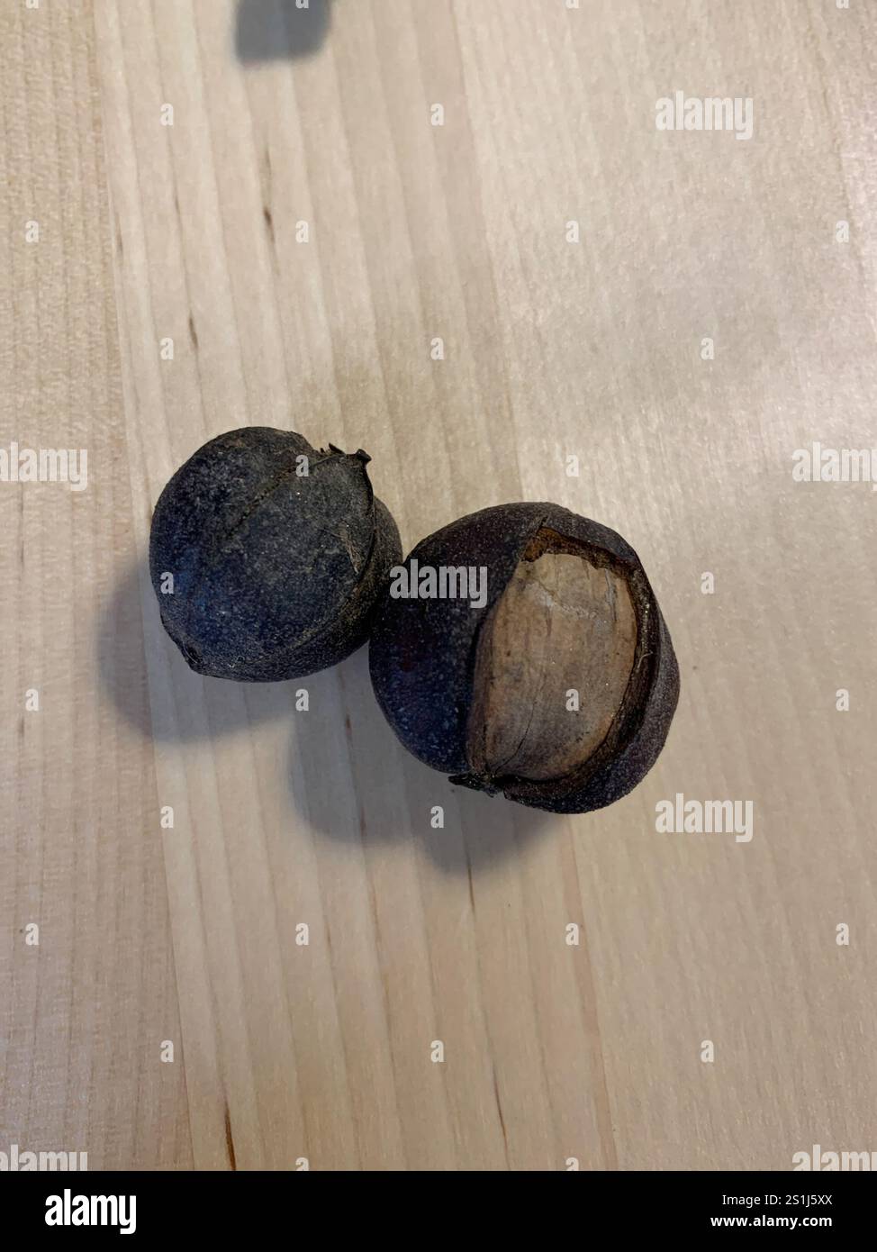 bitternut hickory (Carya cordiformis Stock Photo - Alamy