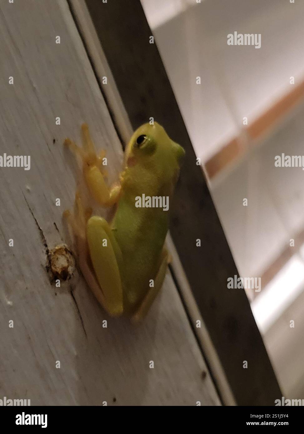 Squirrel Treefrog (Hyla squirella Stock Photo - Alamy