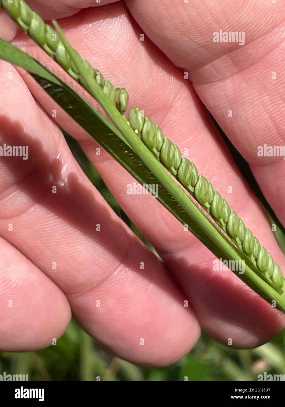 Florida paspalum (Paspalum floridanum Stock Photo - Alamy