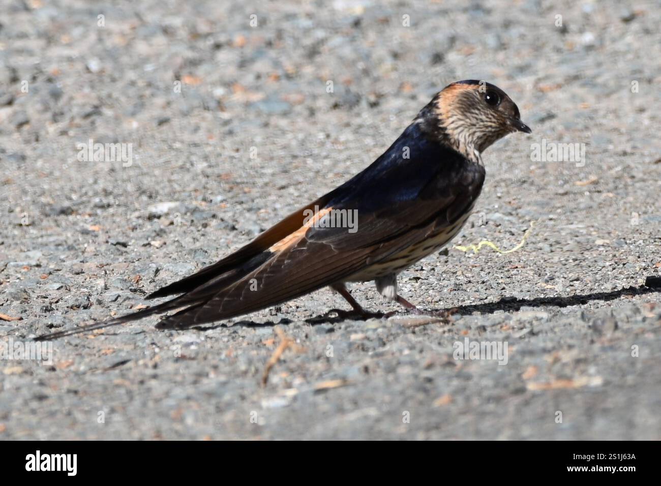 Eastern Red-rumped Swallow (Cecropis daurica Stock Photo - Alamy
