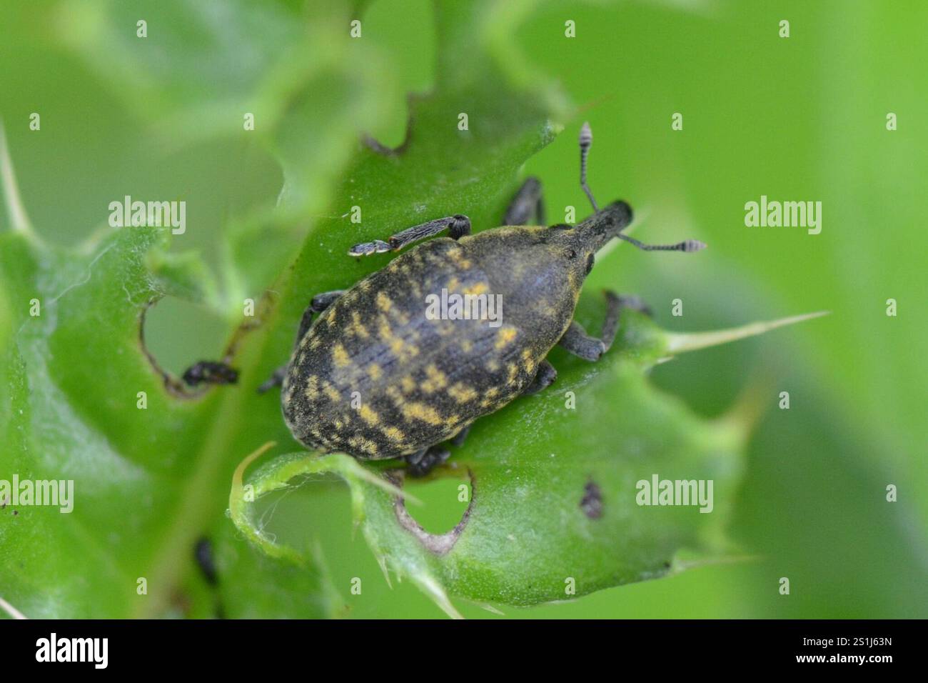 Turbine cylindrical weevil hi-res stock photography and images - Alamy