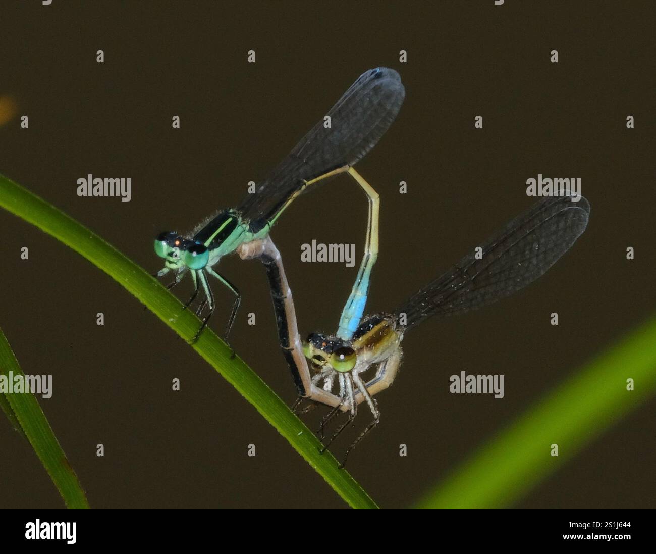 Rambur's Forktail (Ischnura ramburii Stock Photo - Alamy