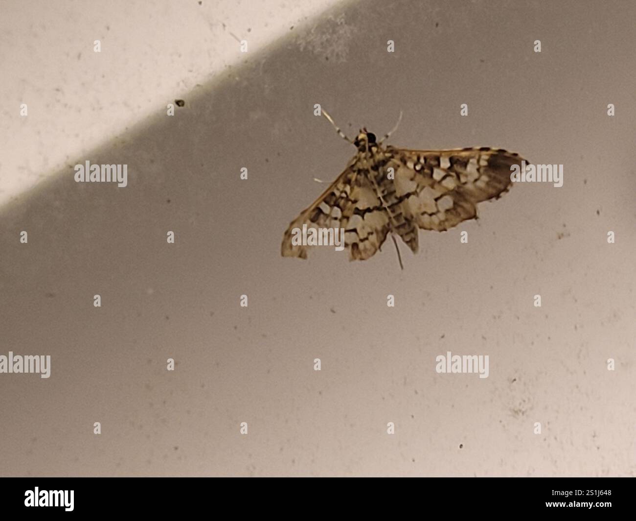 Stained-glass Moth (Samea castellalis Stock Photo - Alamy