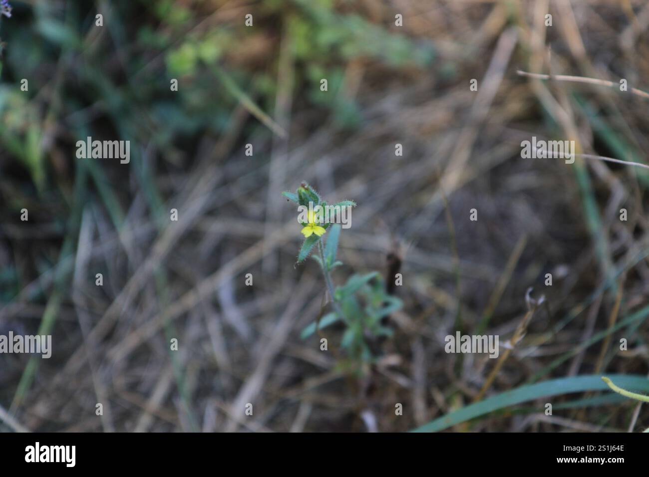 mountain tarweed (Madia glomerata Stock Photo - Alamy
