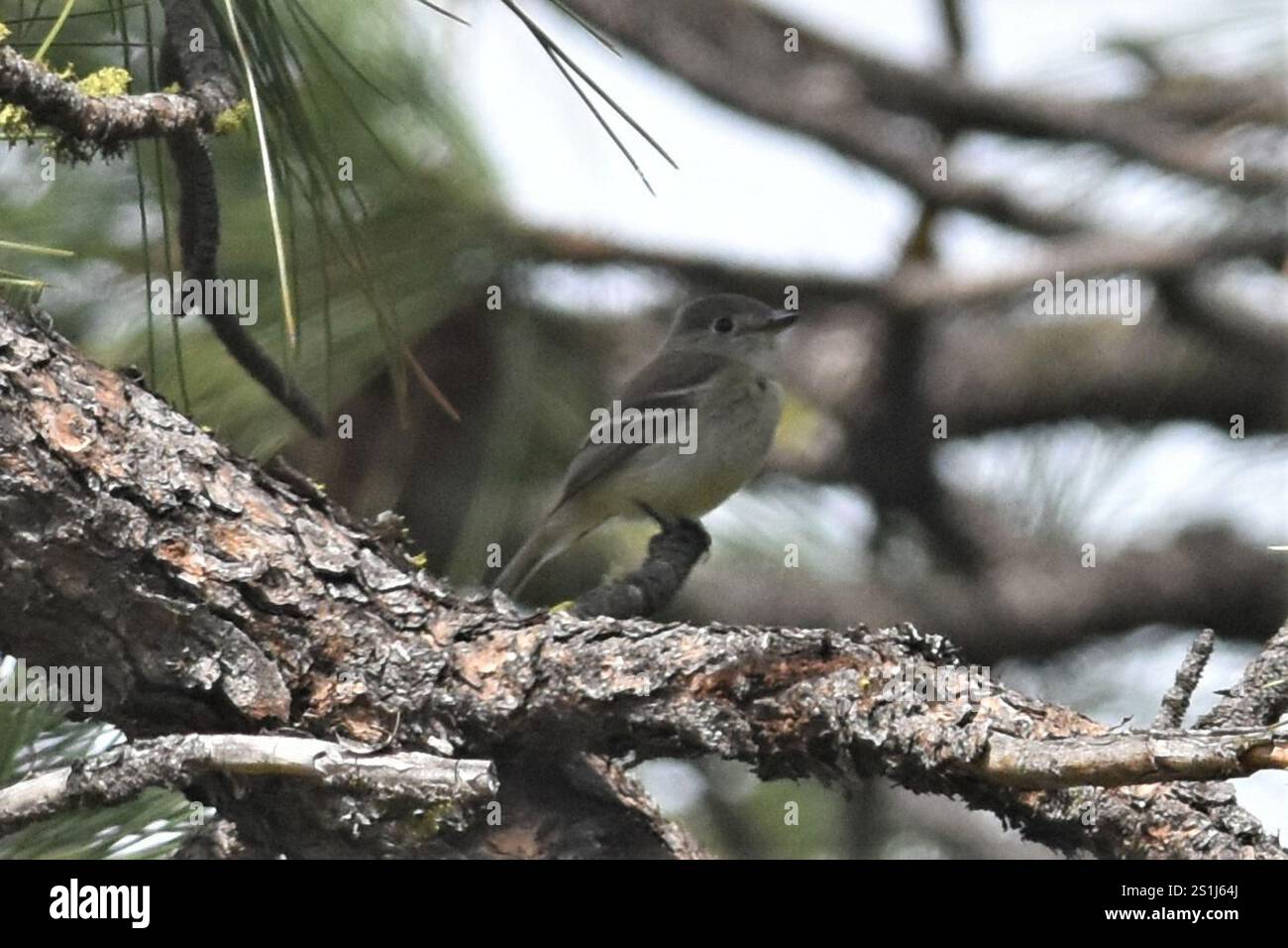 Empidonax Flycatchers (Empidonax Stock Photo - Alamy