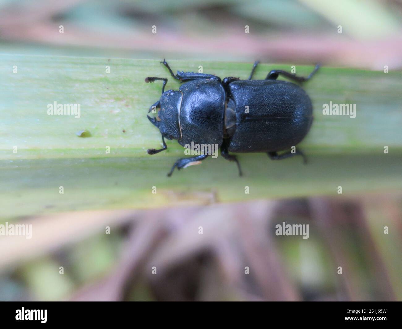 Lesser Stag Beetle (Dorcus parallelipipedus Stock Photo - Alamy