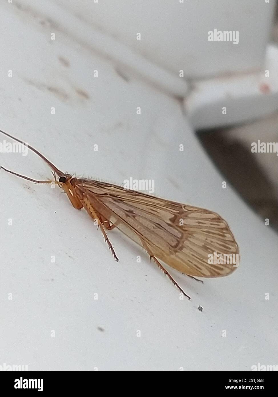 Halesus radiatus hi-res stock photography and images - Alamy