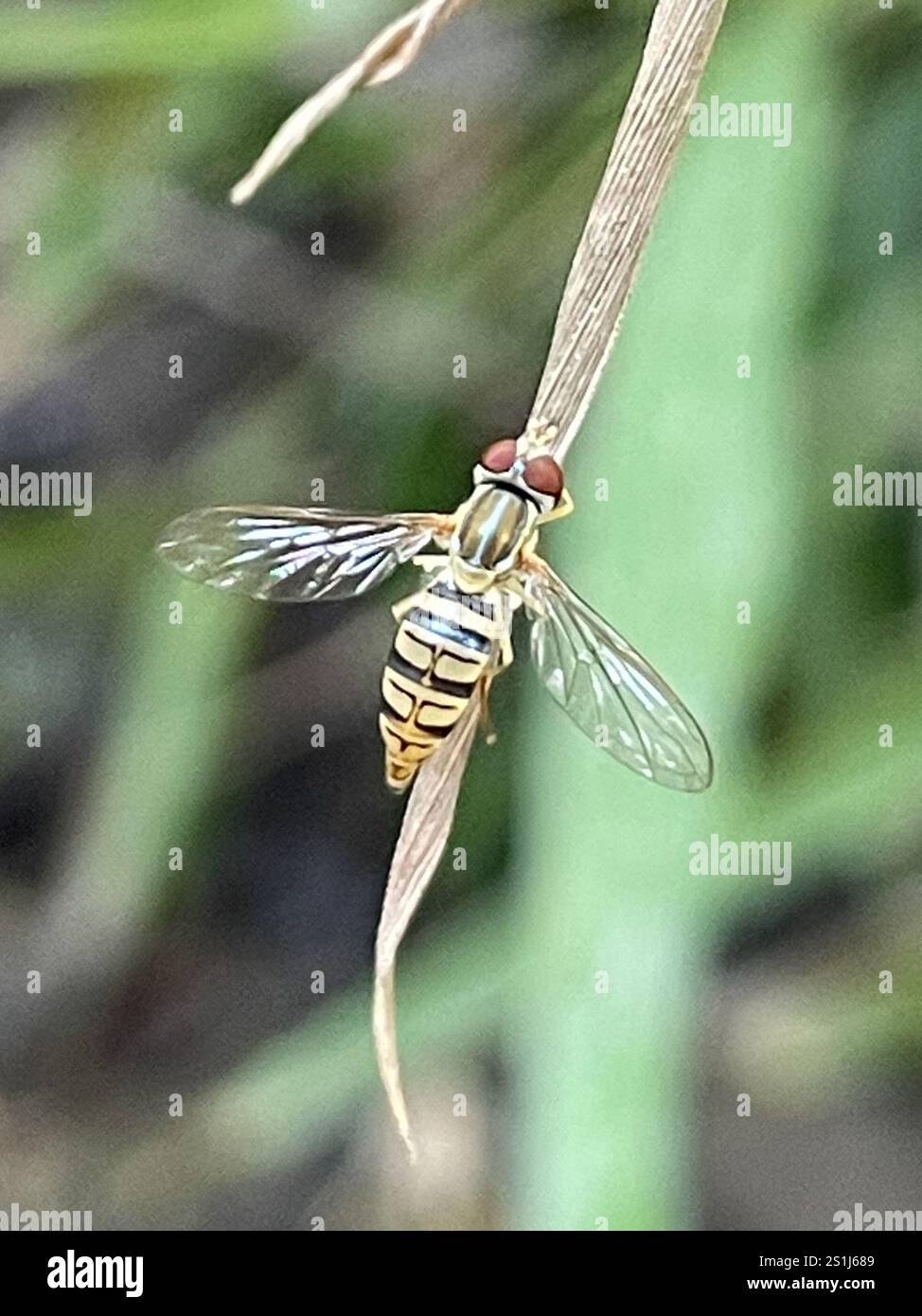 Maize Calligrapher (Toxomerus politus Stock Photo - Alamy