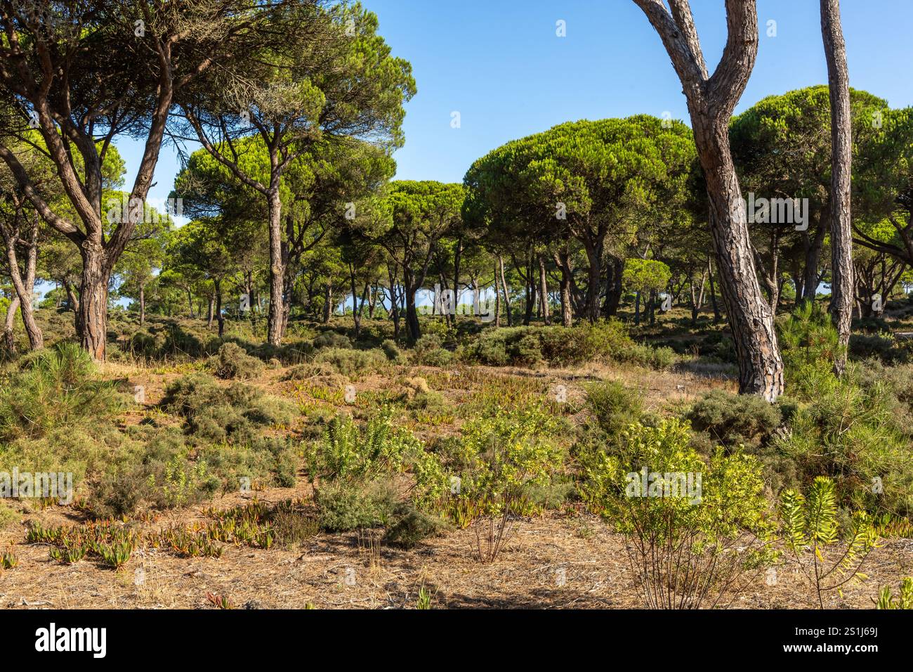 Stone pine forest in Portugal, Stone pine trees or "Pinheiro manso" in ...