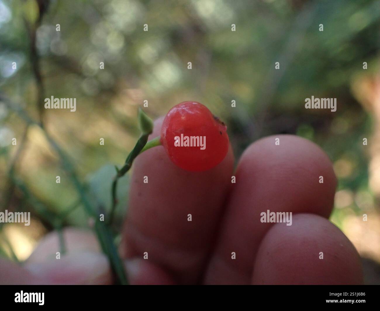 Red Huckleberry (Vaccinium parvifolium Stock Photo - Alamy