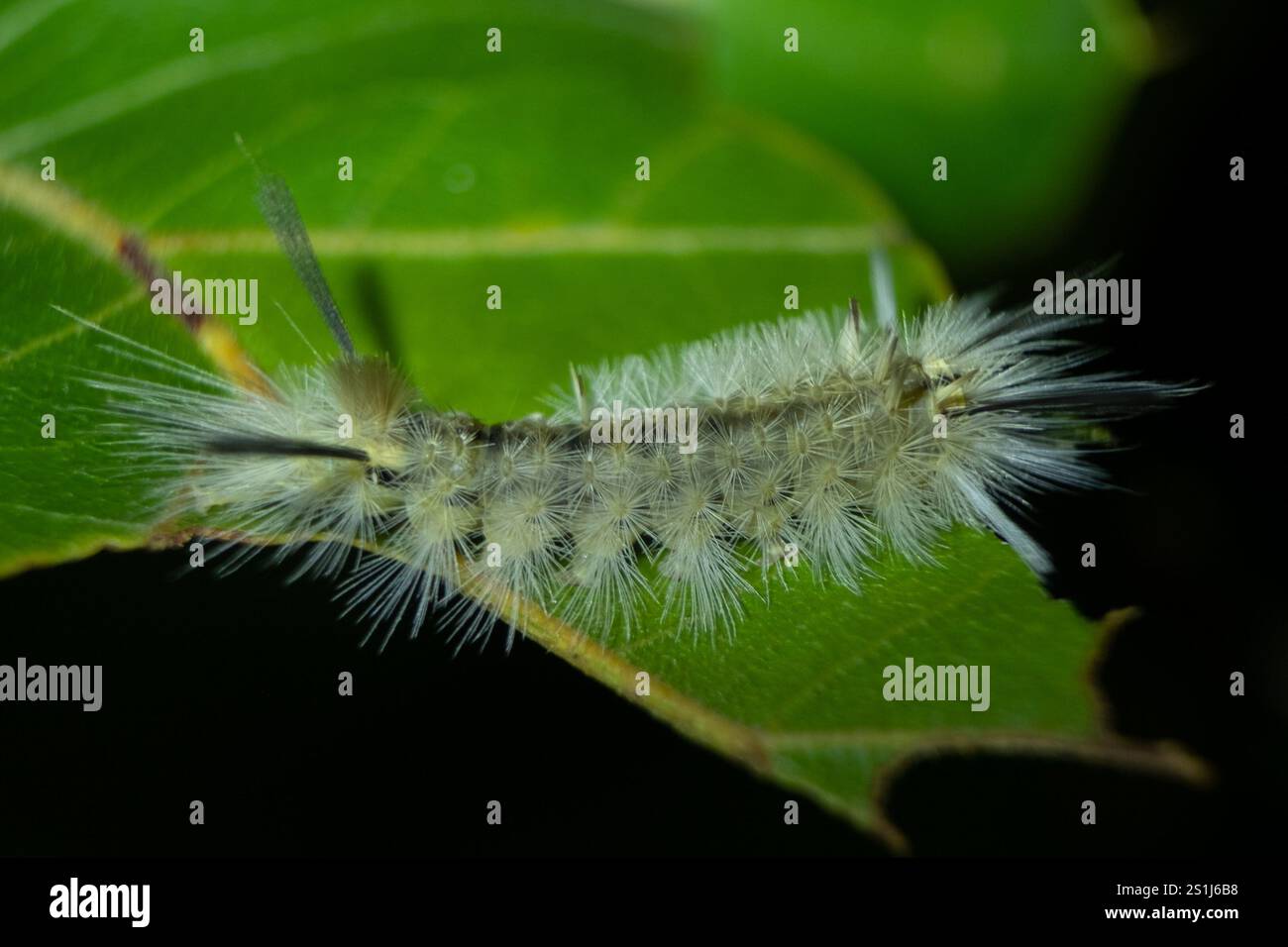 Banded Tussock Moth (Halysidota tessellaris Stock Photo - Alamy