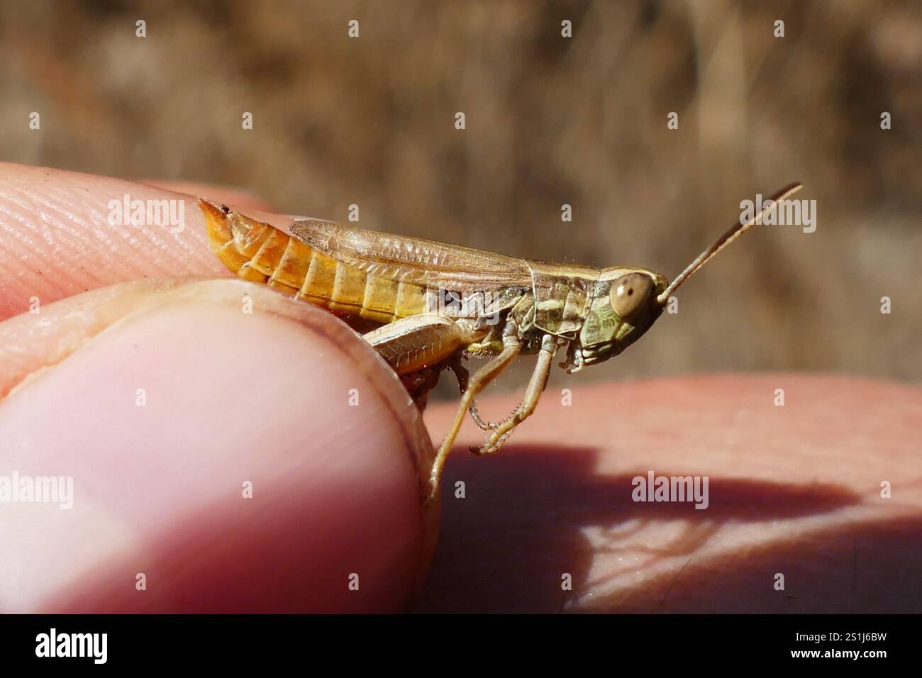 Common Straw Grasshopper (Euchorthippus declivus Stock Photo - Alamy