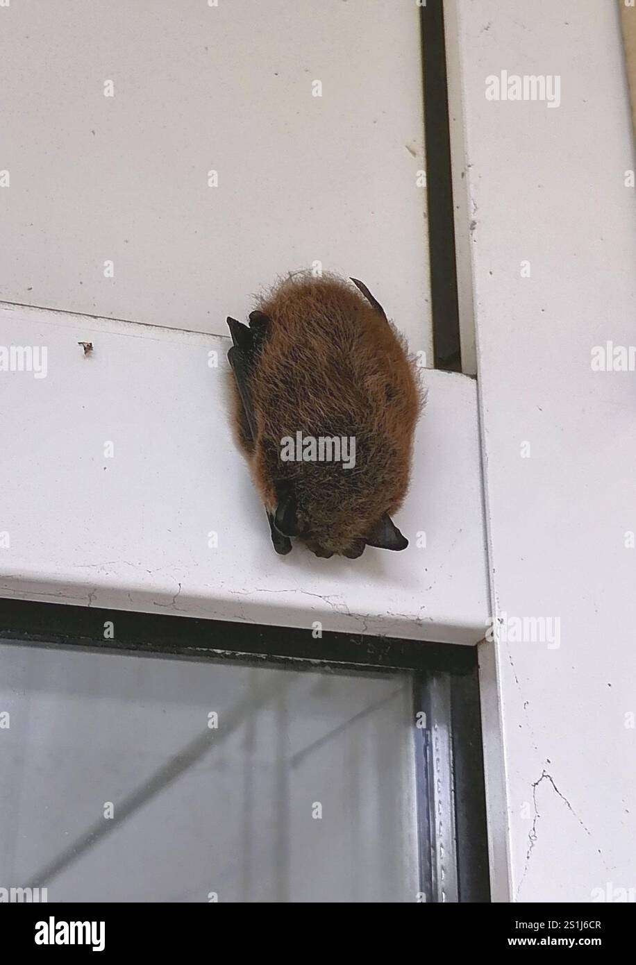 Siberian Bat (Myotis sibiricus Stock Photo - Alamy