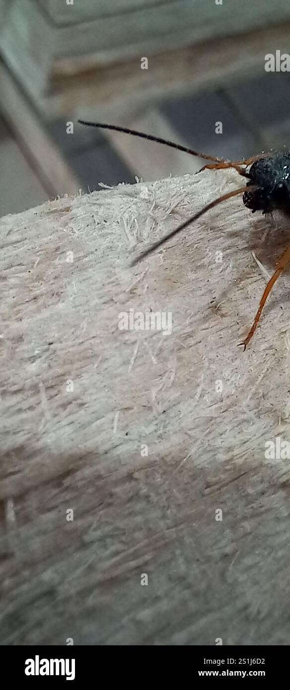 Steely-blue Woodwasp (Sirex juvencus Stock Photo - Alamy