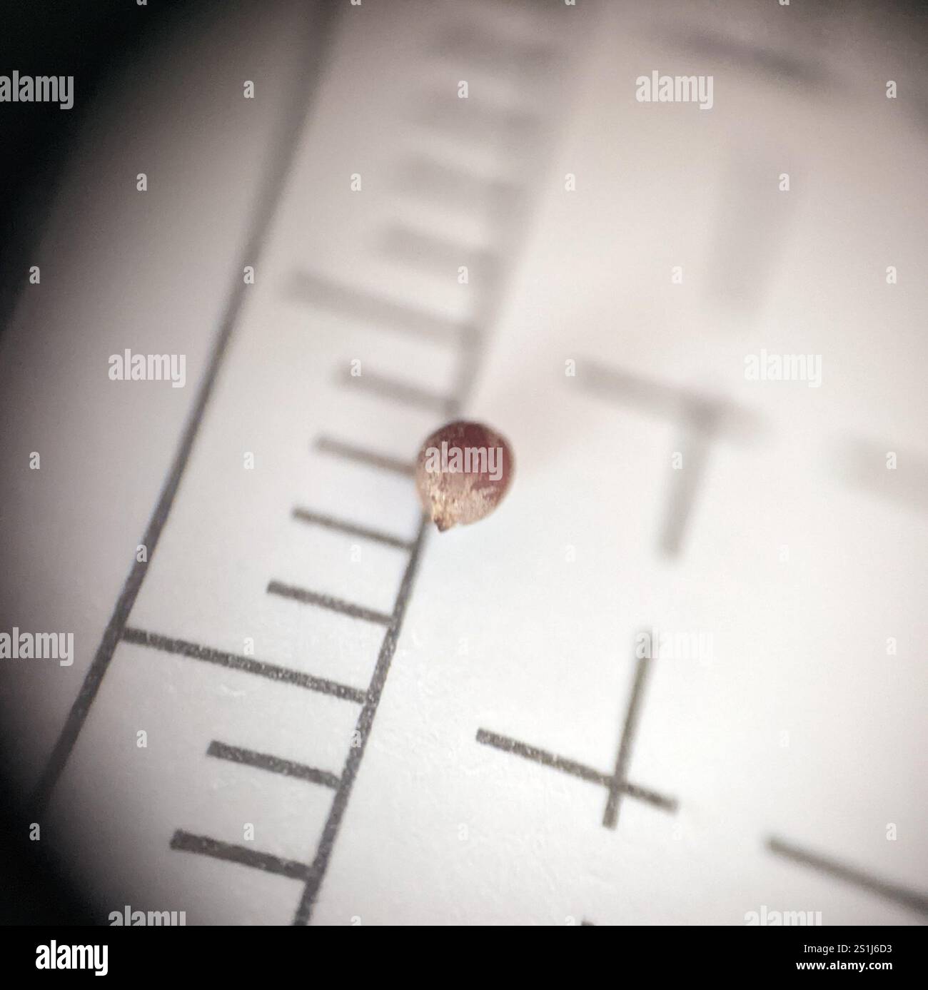 Cuban copperleaf (Acalypha setosa Stock Photo - Alamy