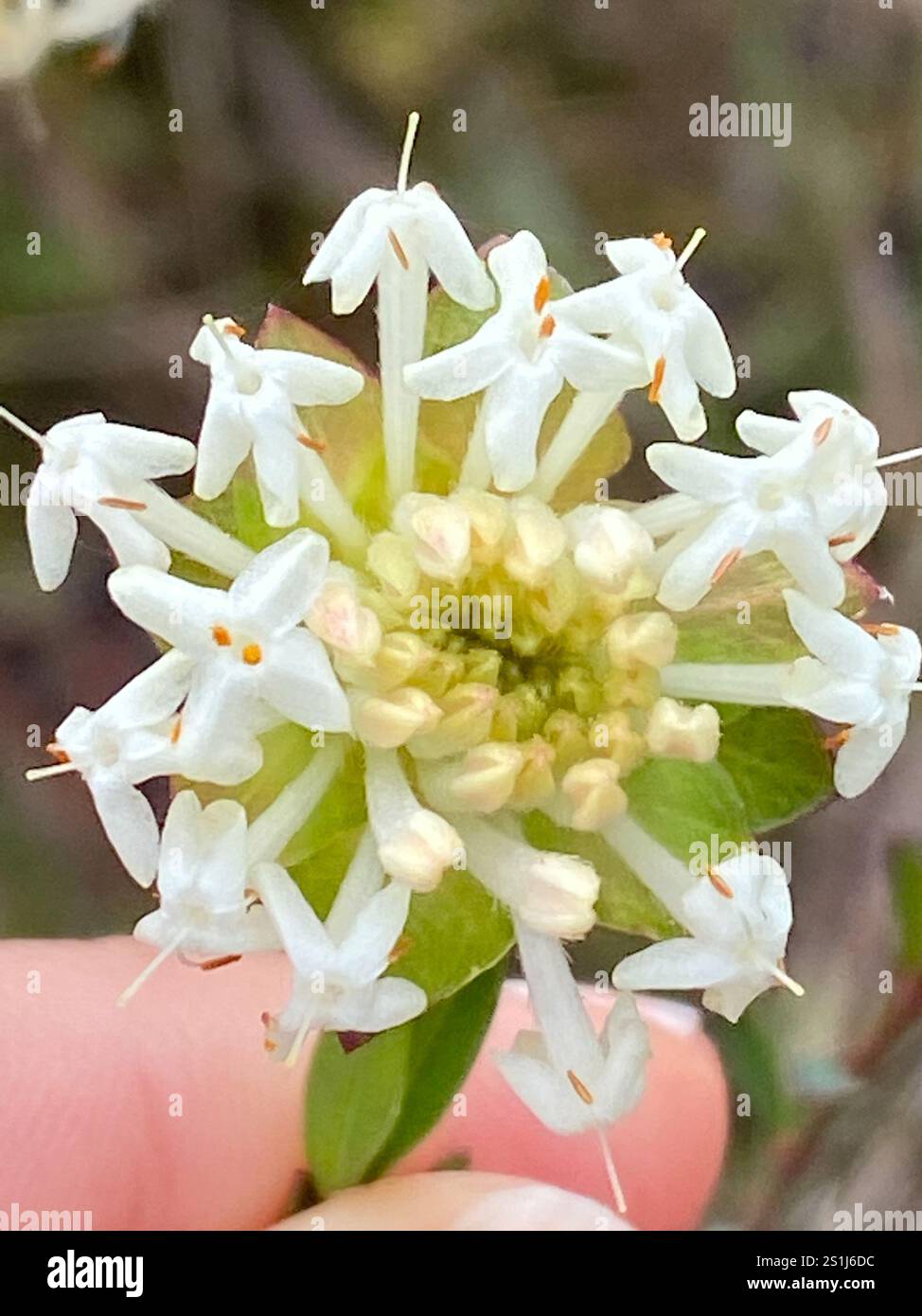 Queen of the Bush (Pimelea linifolia Stock Photo - Alamy