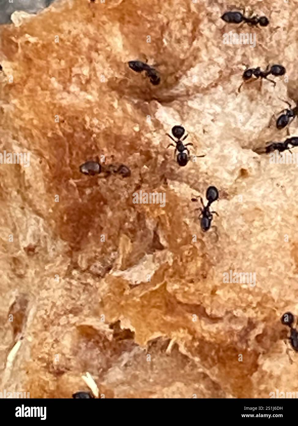 Common Trailing Ant (Monomorium minimum Stock Photo - Alamy