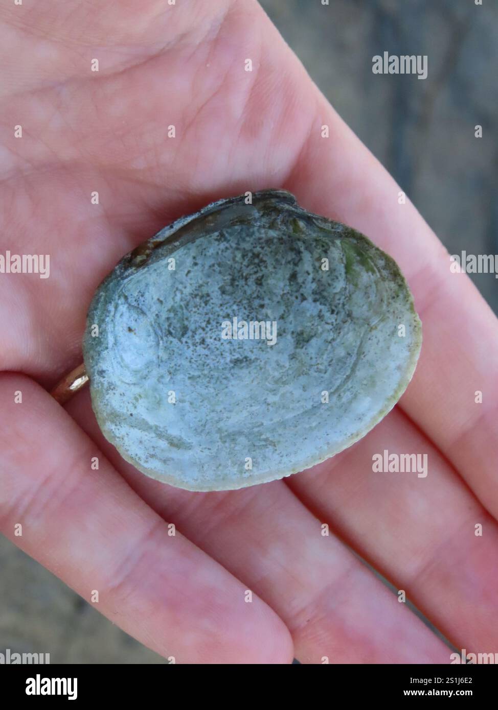 Pacific Littleneck Clam (Leukoma staminea Stock Photo - Alamy