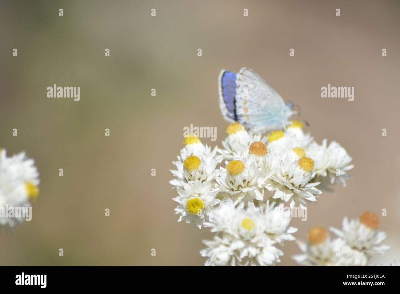 Anna's Blue (Plebejus anna Stock Photo - Alamy