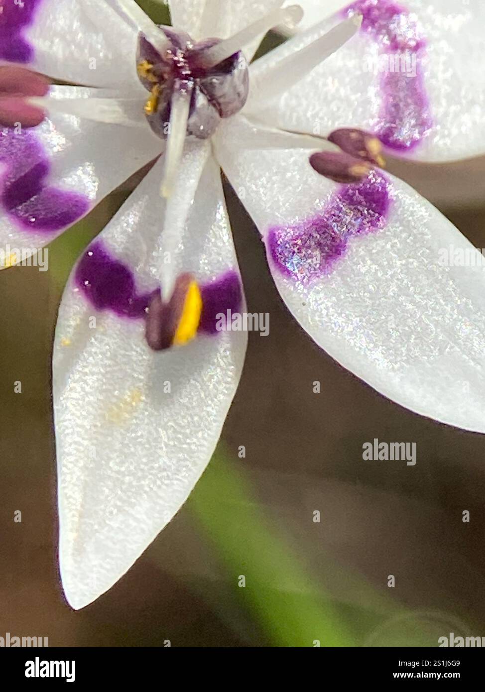 Early Nancy (Wurmbea dioica Stock Photo - Alamy