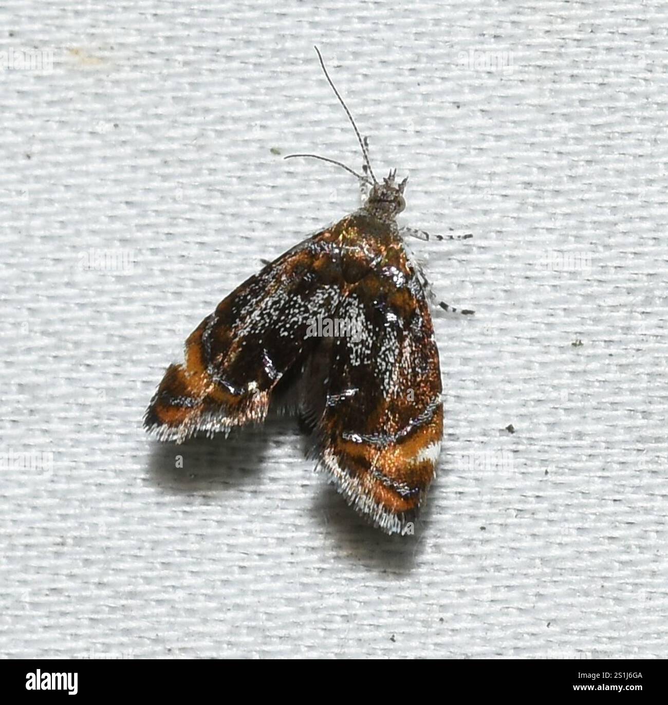 Skullcap Skeletonizer Moth (Prochoreutis inflatella Stock Photo - Alamy