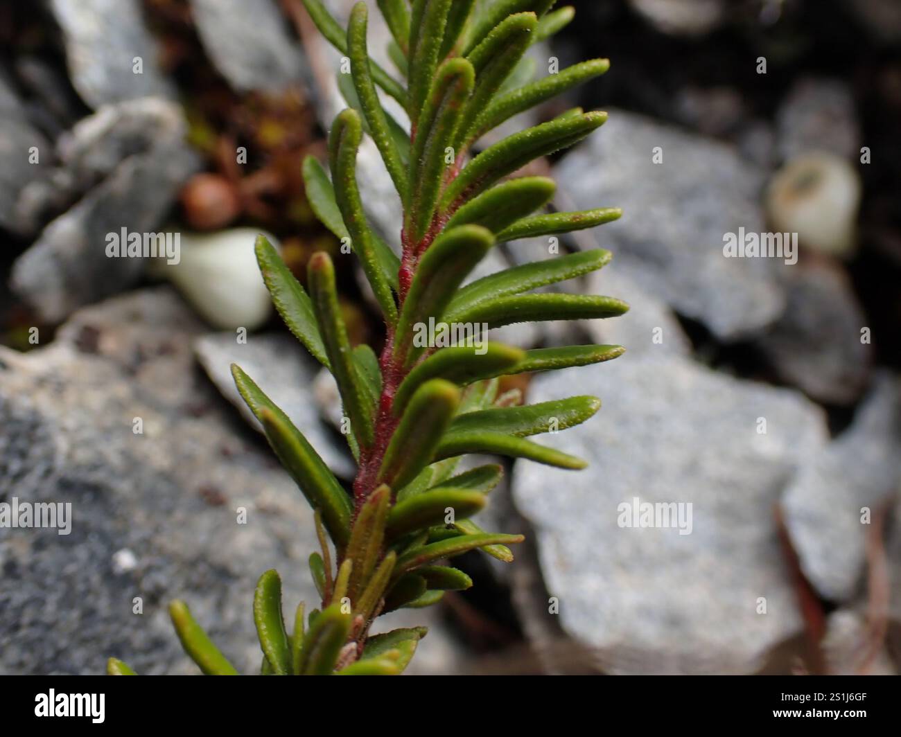 Yellow Mountain-heath (Phyllodoce glanduliflora Stock Photo - Alamy