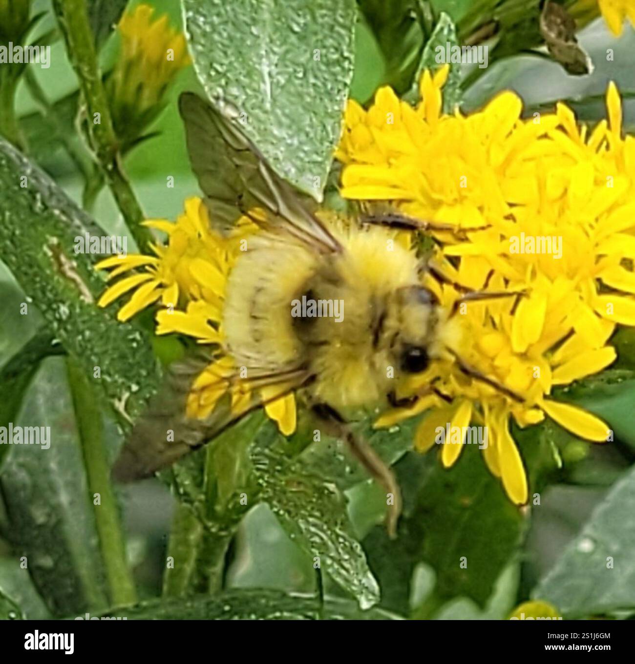 Sitka Bumble Bee (Bombus sitkensis Stock Photo - Alamy