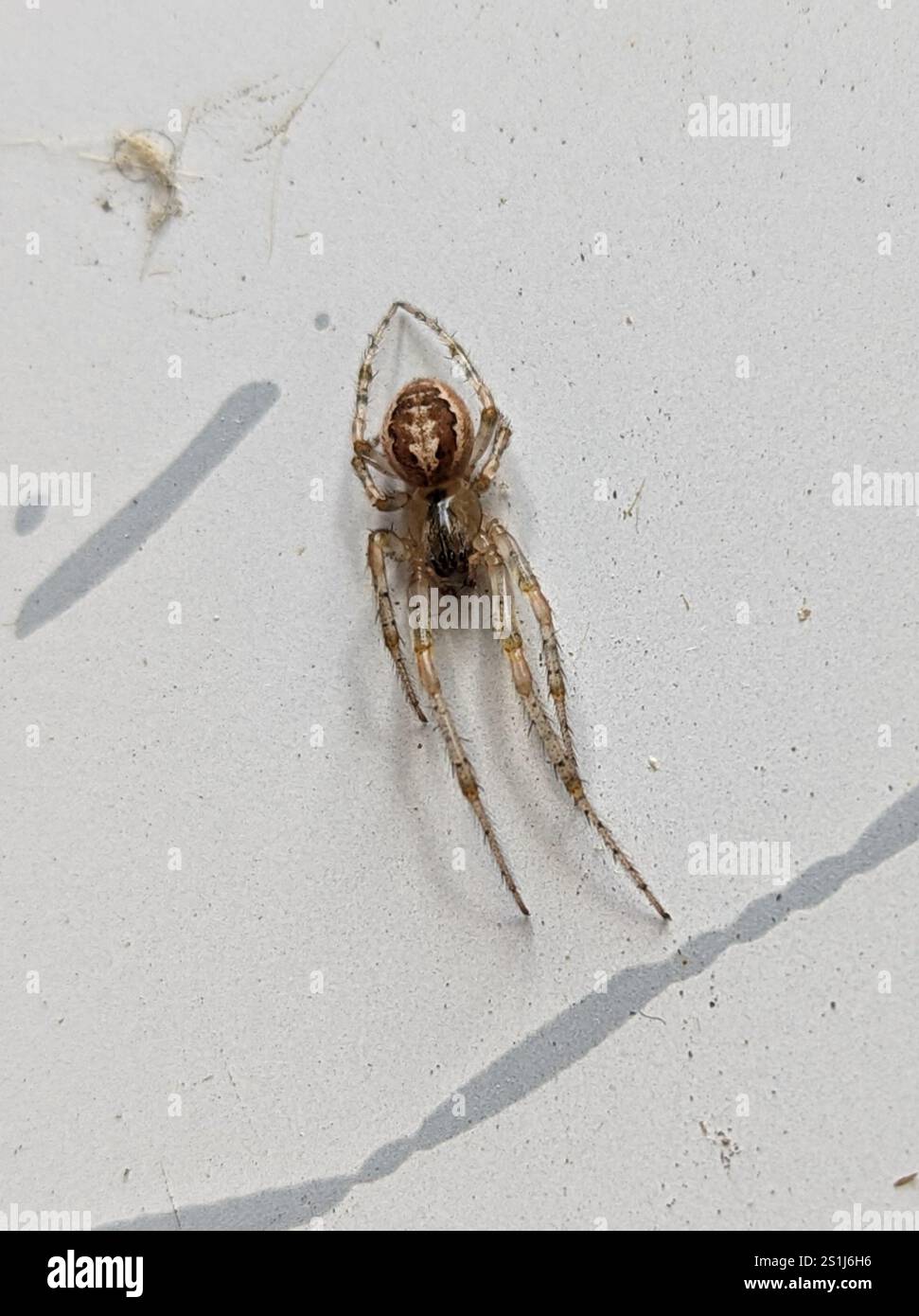 Missing-sector Orbweb Spiders (Zygiella Stock Photo - Alamy