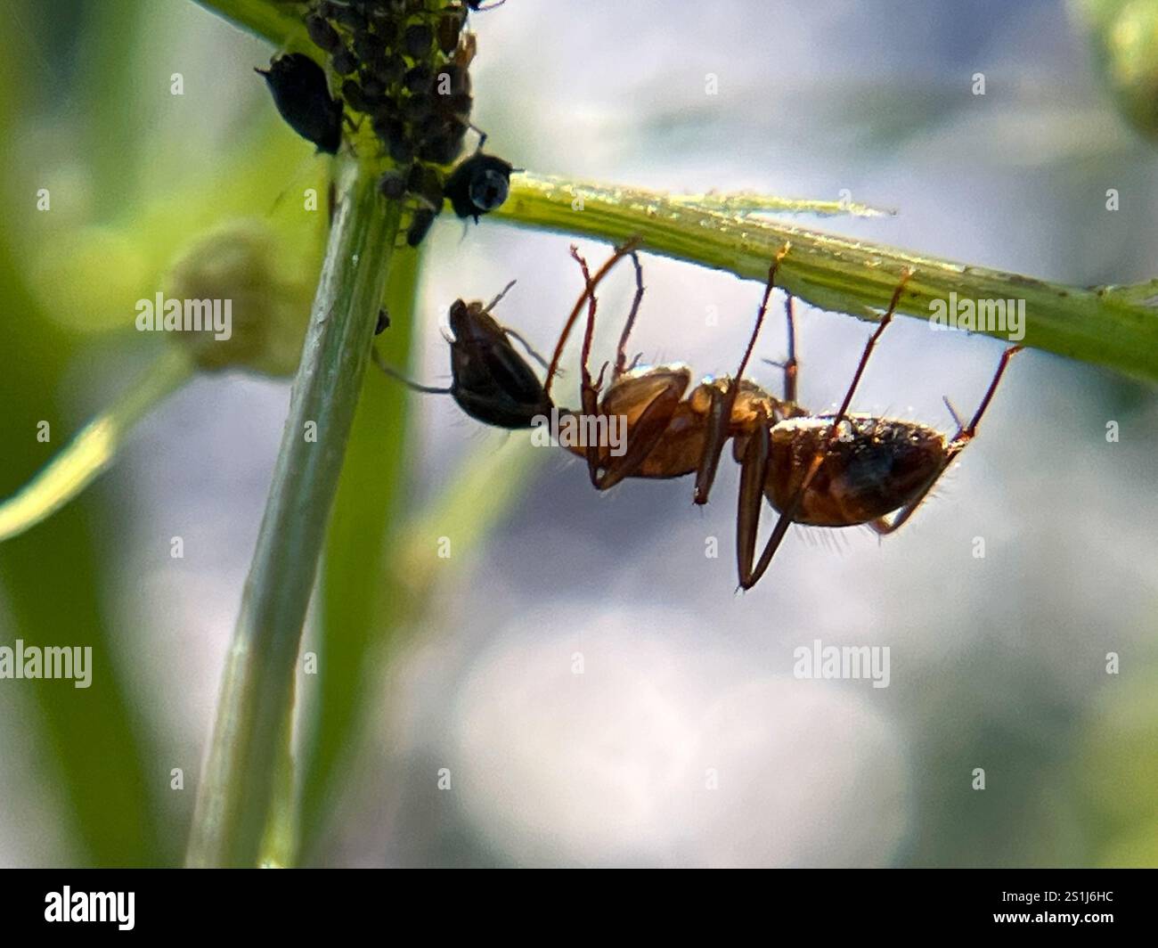 American Carpenter Ant (Camponotus americanus Stock Photo - Alamy