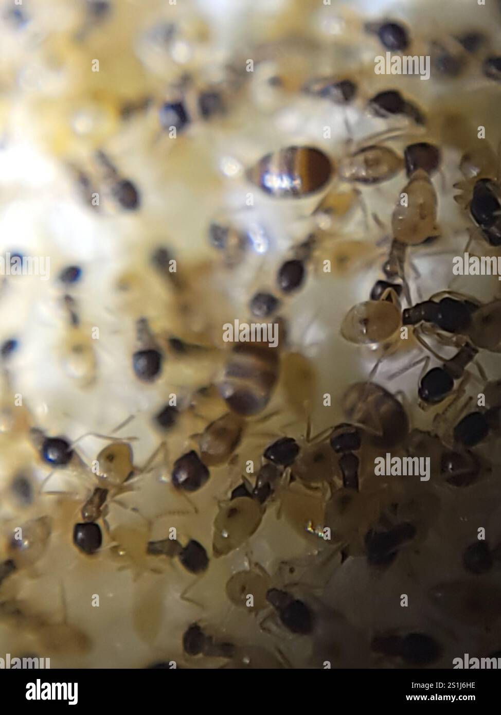 Ghost Ant (Tapinoma melanocephalum Stock Photo - Alamy