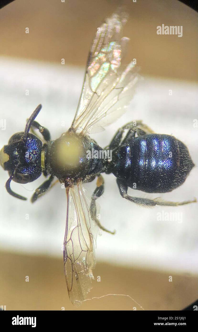 Small Carpenter Bees (Ceratina Stock Photo - Alamy
