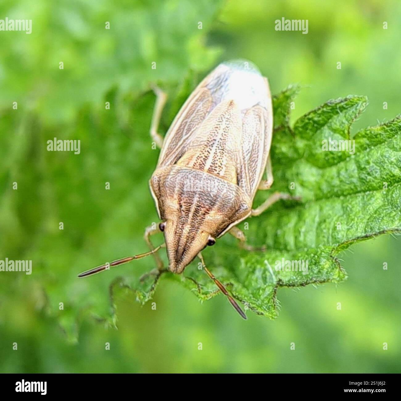 Bishop's Mitre Shield Bug (Aelia acuminata Stock Photo - Alamy