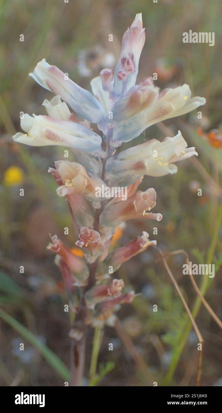 Lachenalia unifolia hi-res stock photography and images - Alamy