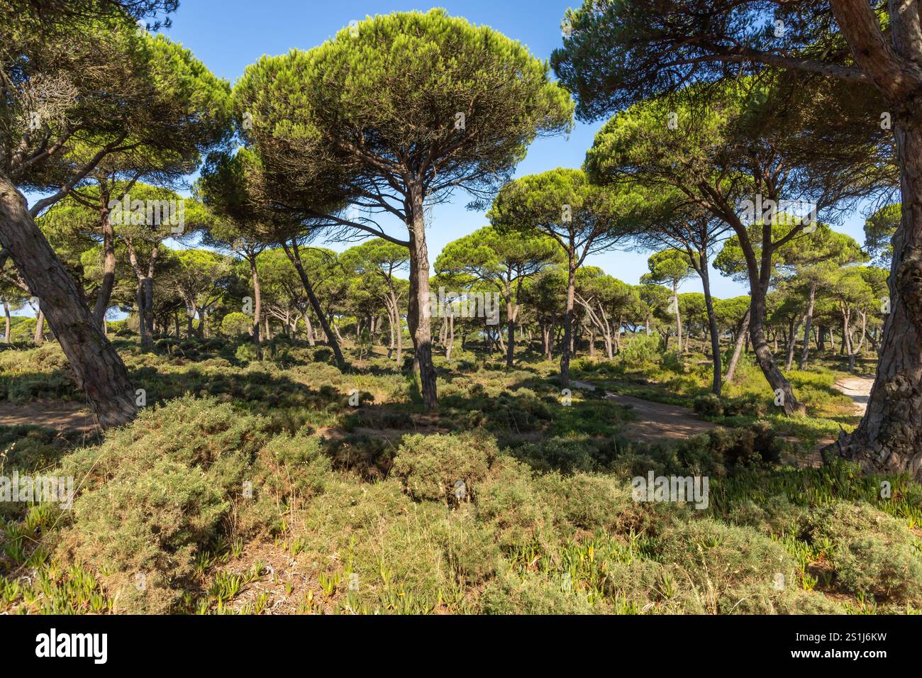 Stone pine forest in Portugal, Stone pine trees or "Pinheiro manso" in ...