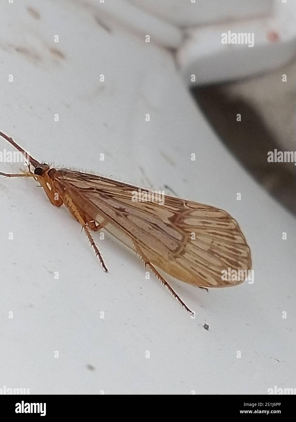 Halesus radiatus hi-res stock photography and images - Alamy