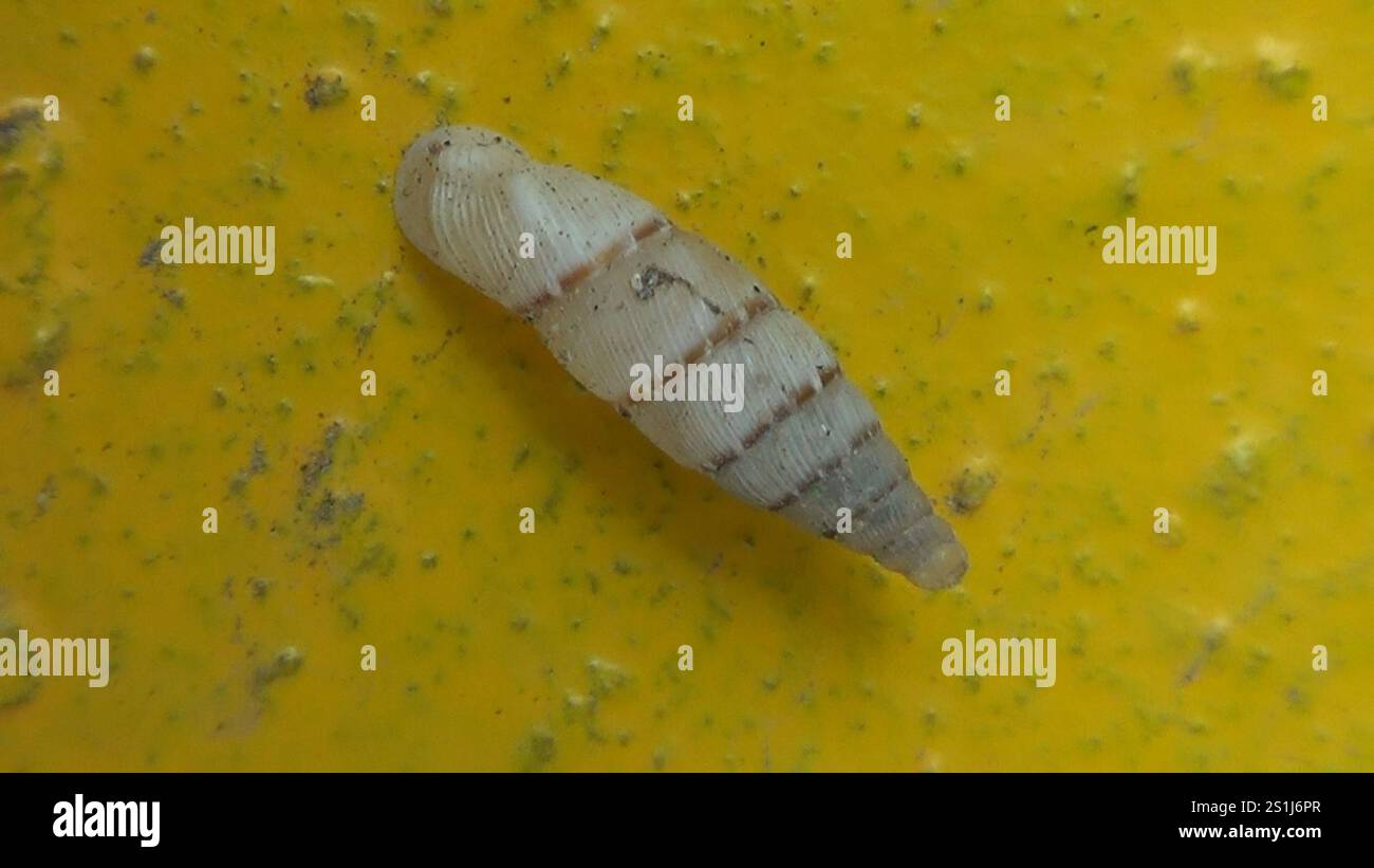 Cliveden Snail (Papillifera papillaris Stock Photo - Alamy