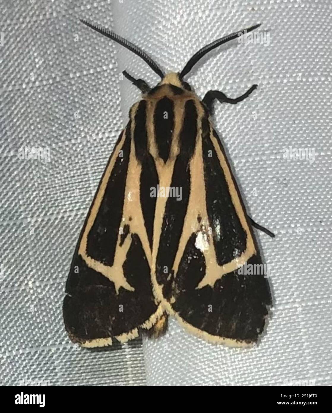 Harnessed Tiger Moth (Apantesis phalerata Stock Photo - Alamy
