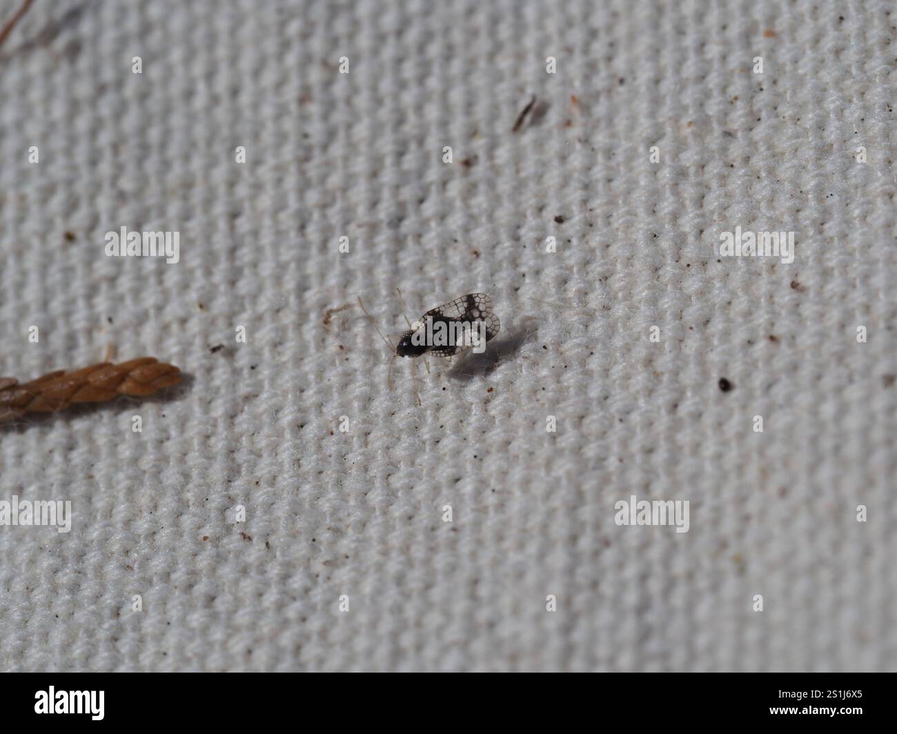 Andromeda Lace Bug (Stephanitis takeyai Stock Photo - Alamy